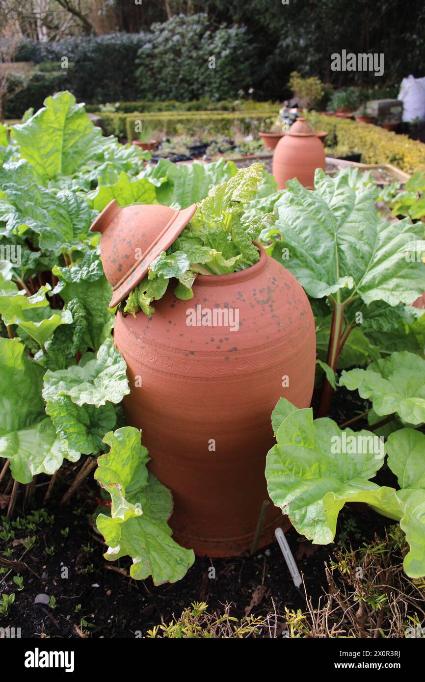 Spring rhubarb being forced out of a terracotta pot with lid coming off ...