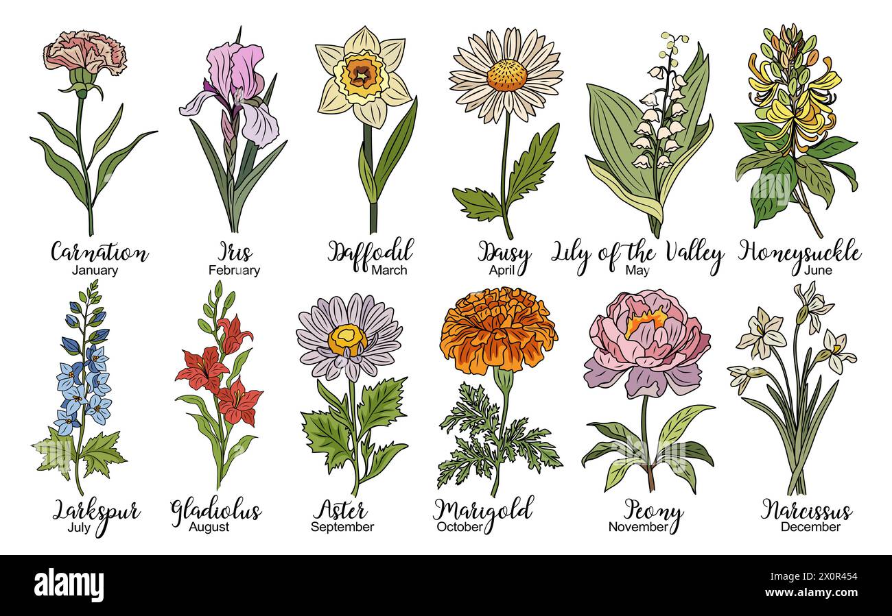 Set of Birth month flowers colored line art Stock Vector Image & Art ...