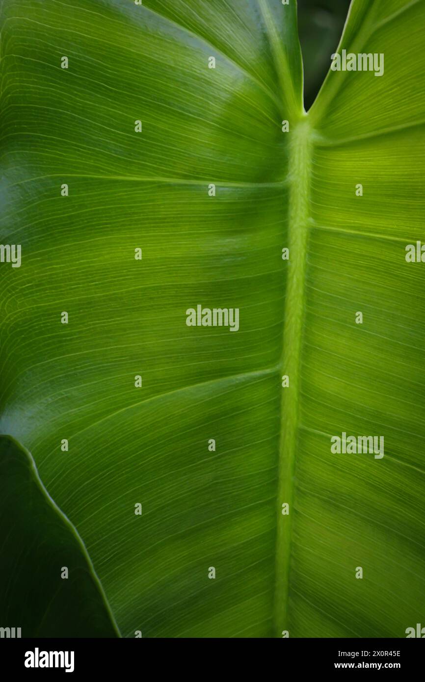 Tropical leaf structure pattern hi-res stock photography and images - Alamy