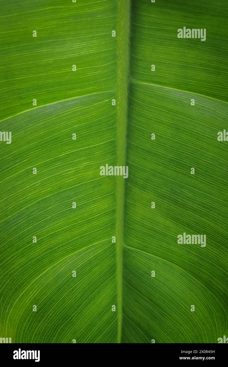 Vivid leaf pattern hi-res stock photography and images - Alamy
