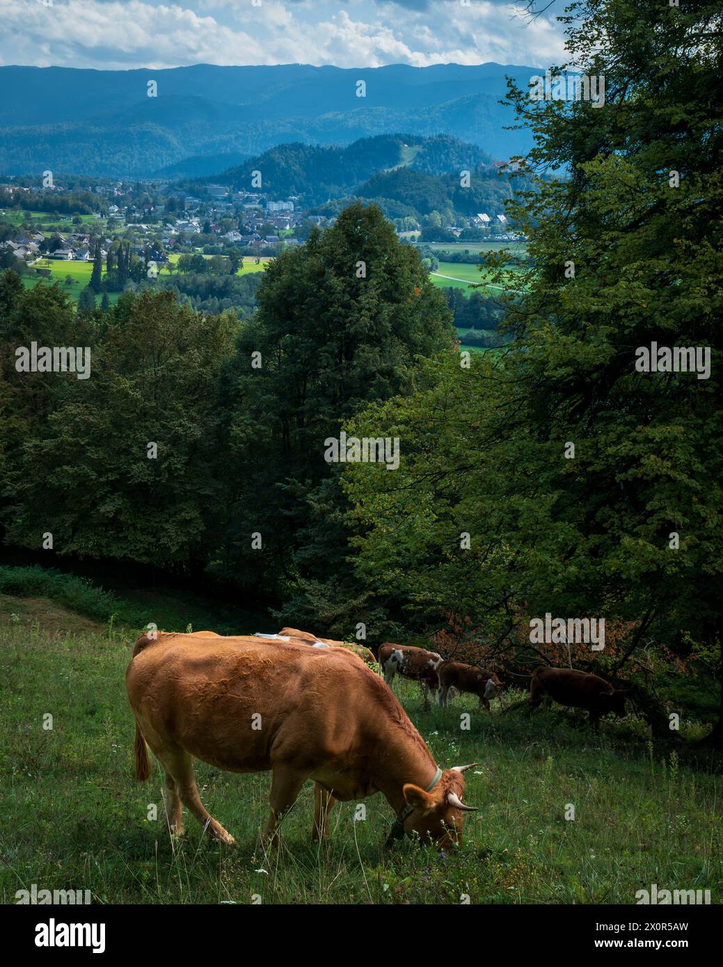 A contented cow grazes on a lush mountainside in the Slovenian Alps ...
