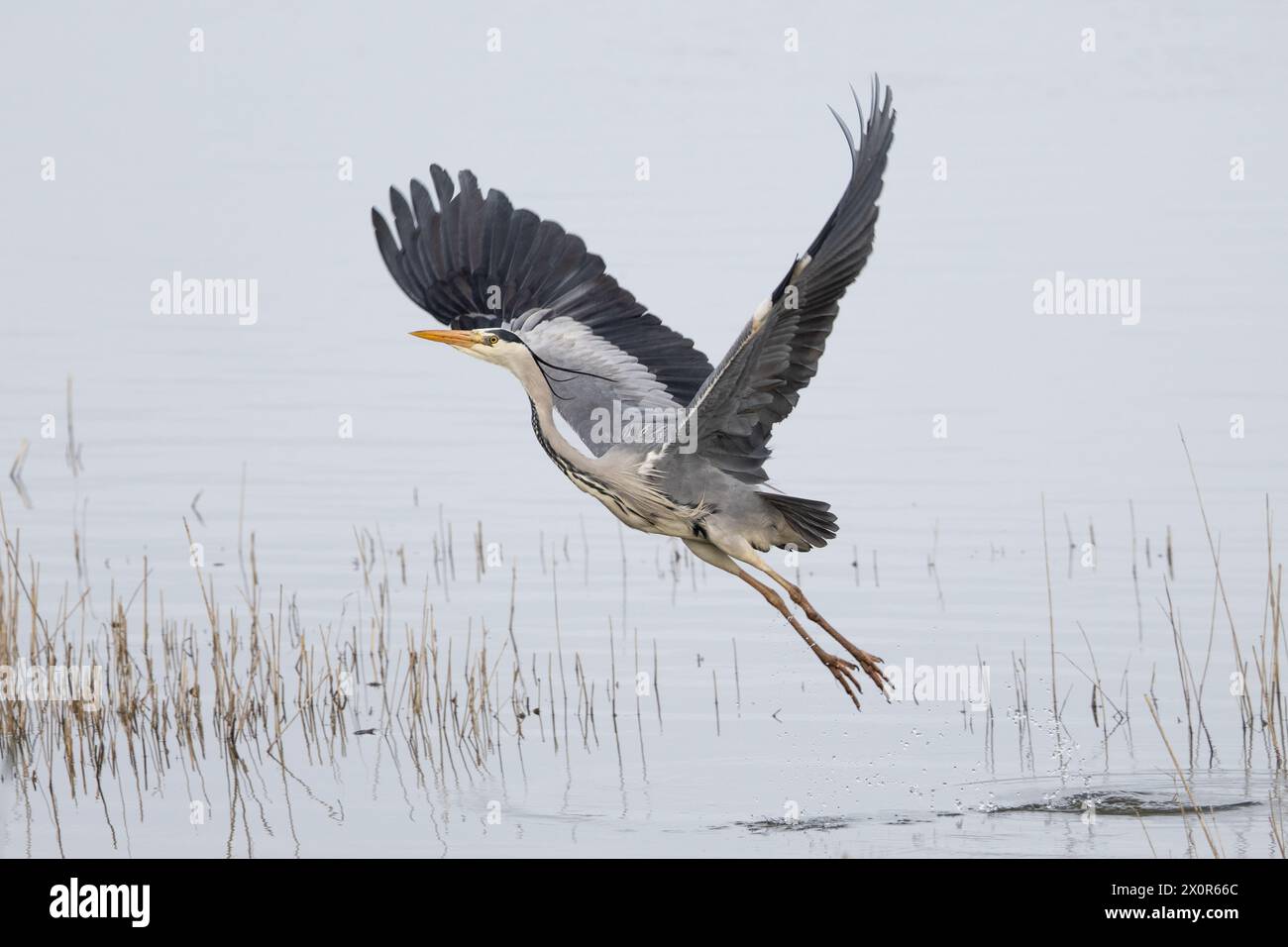 Grey heron in flight Stock Photo - Alamy