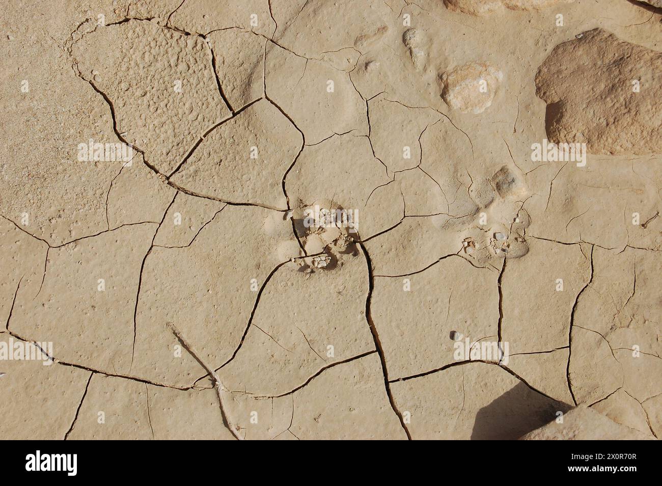 Climate change drought land. Global warming issue, cracked mud in the ...