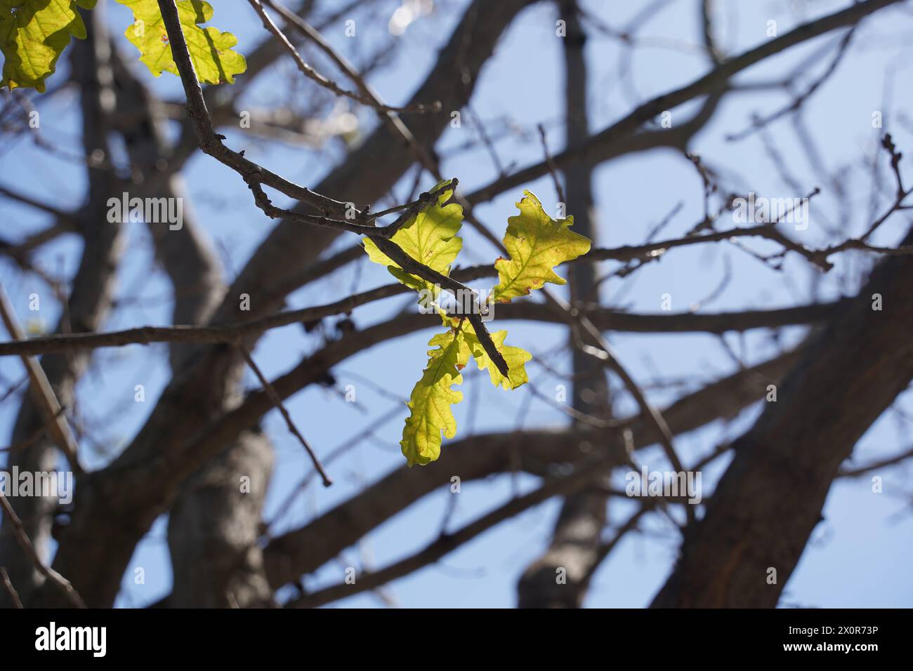 Yellow leaves on an oak tree . A Palestinian oak growing in Israel and ...