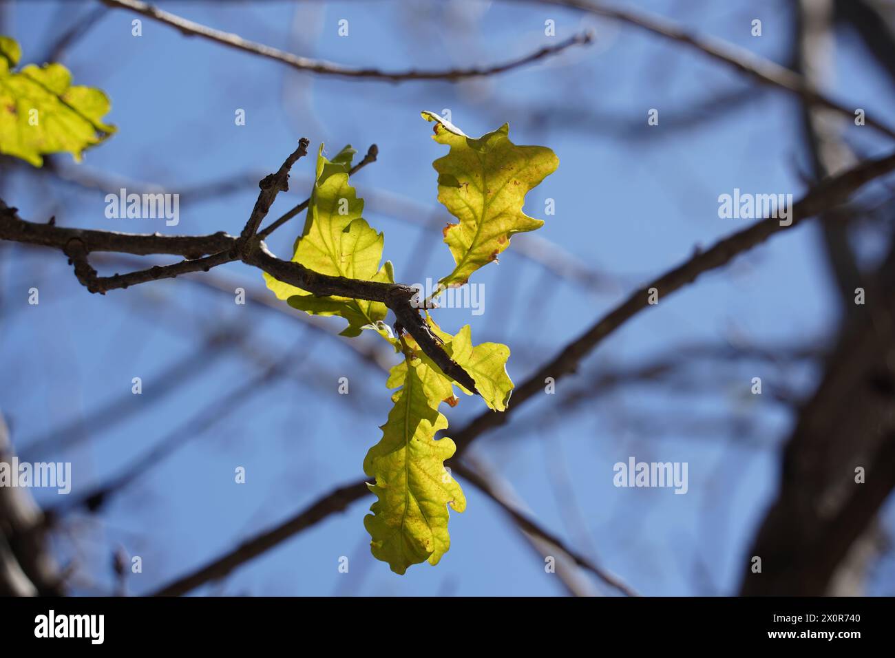Yellow leaves on an oak tree . A Palestinian oak growing in Israel and ...