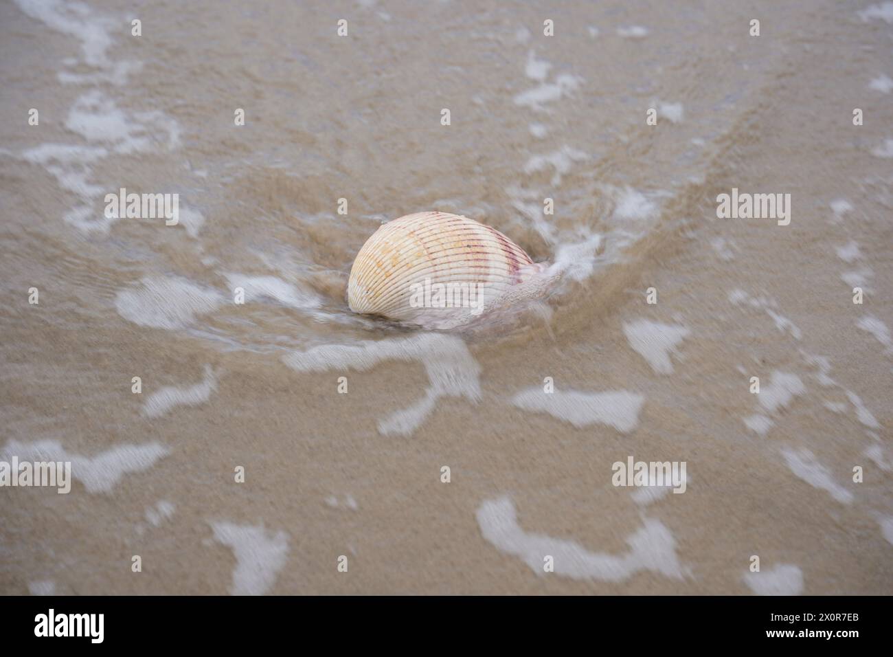 Pink and White Atlantic Giant Cockle on the beach one of the largest ...