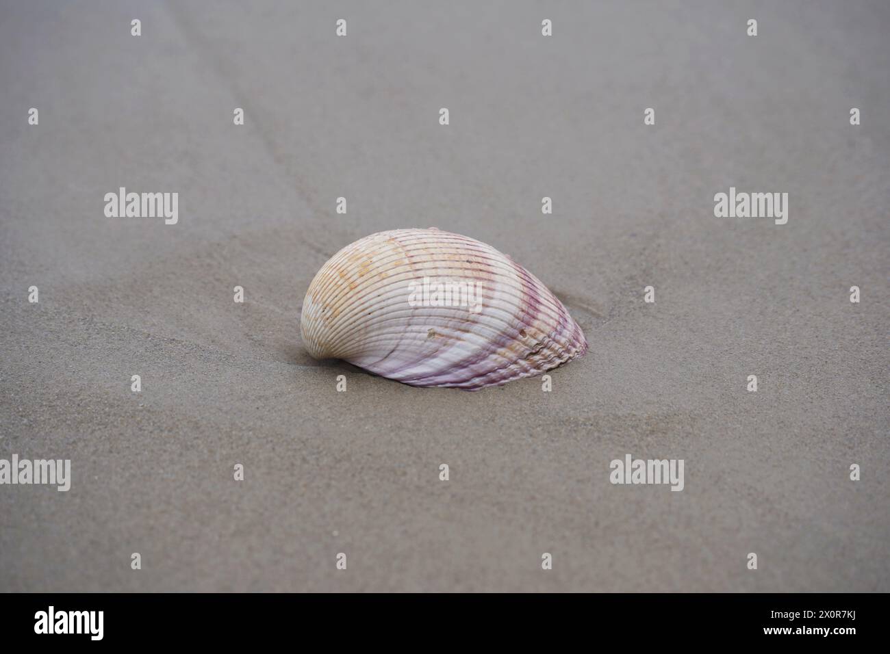 Pink and White Atlantic Giant Cockle on the beach one of the largest ...