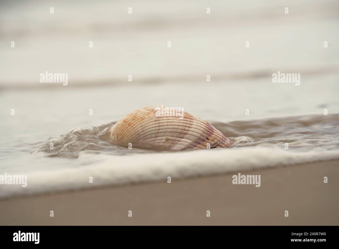 Pink and White Atlantic Giant Cockle on the beach one of the largest ...