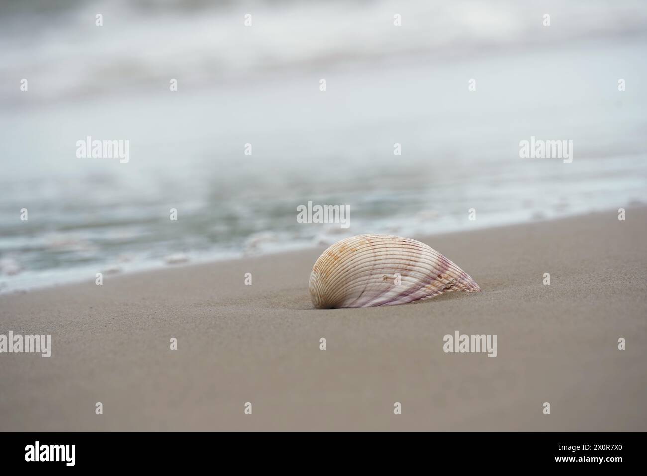 Pink and White Atlantic Giant Cockle on the beach one of the largest ...