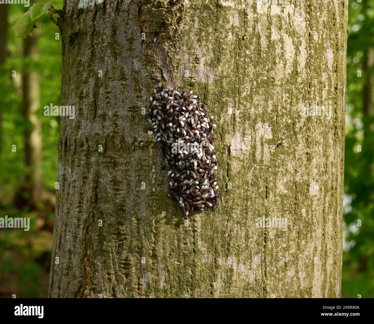 Lime tree seed hi-res stock photography and images - Alamy