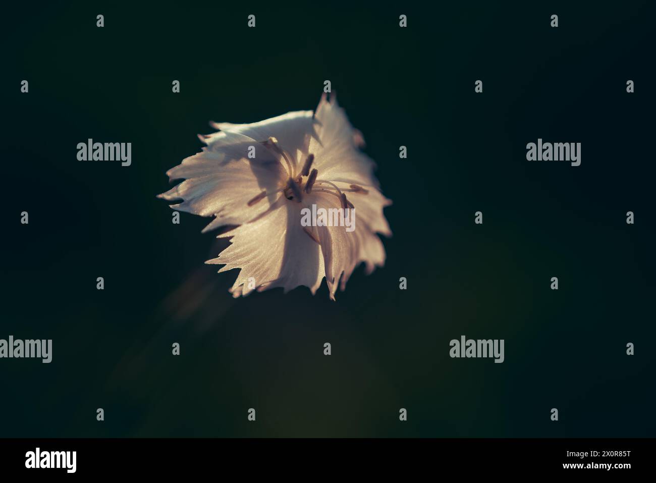 A white Frilly Carnation flower, Dianthus mooiensis, against a dark ...