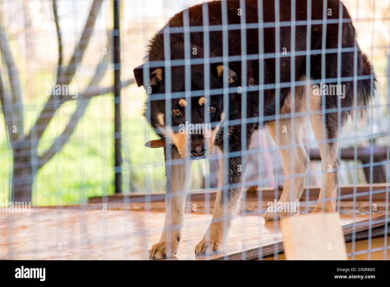 Dog in net hi-res stock photography and images - Alamy