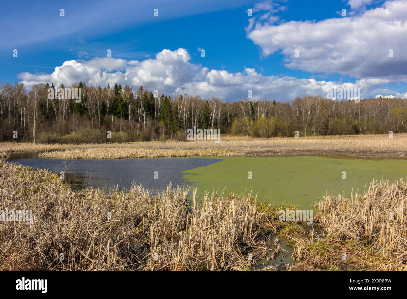 Swamp with algae, swamp landscape in april Stock Photo - Alamy