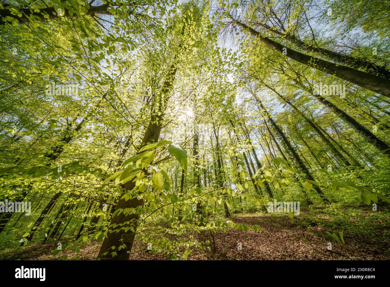 The suns rays filter through the trees in the forest creating a ...