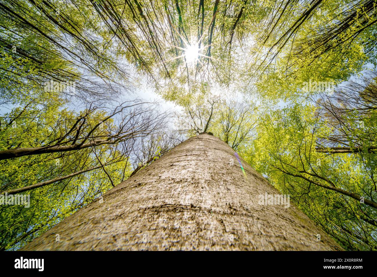 Observing a natural landscape in a forest, with sunlight filtering ...