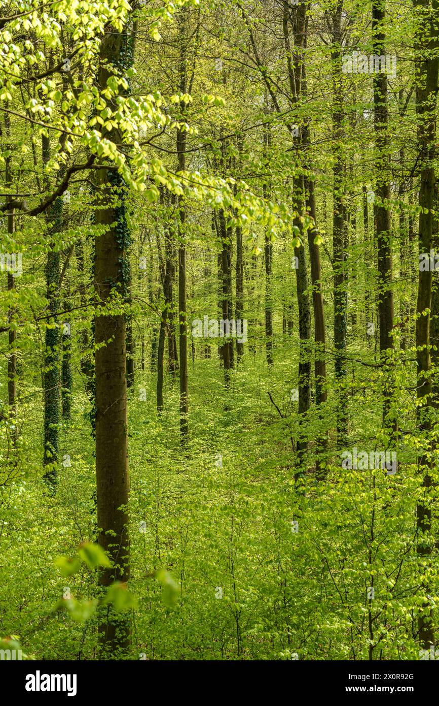 A densely filled natural landscape with various terrestrial plants such ...