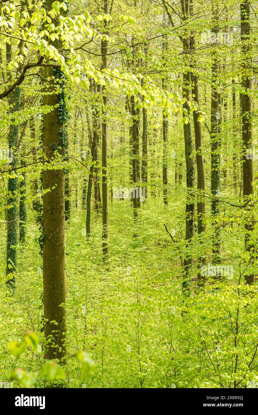 A densely filled natural landscape with various terrestrial plants such ...