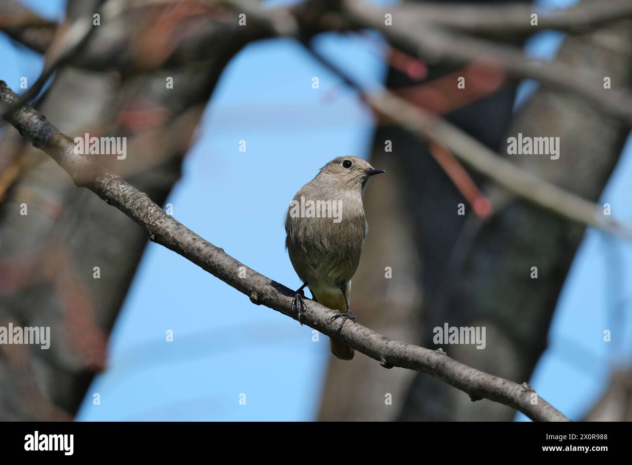 Animal themes bird branch wildlife hi-res stock photography and images ...