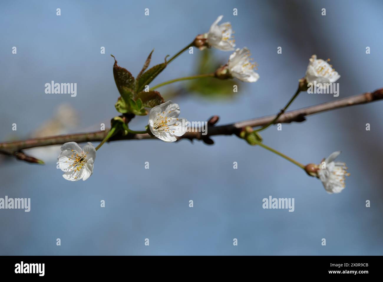 Sunlight on cherry blossoms hi-res stock photography and images - Alamy