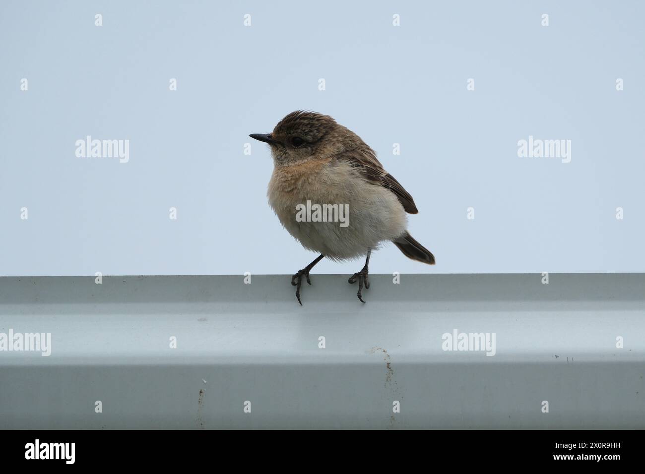 Metal bird wings hi-res stock photography and images - Alamy