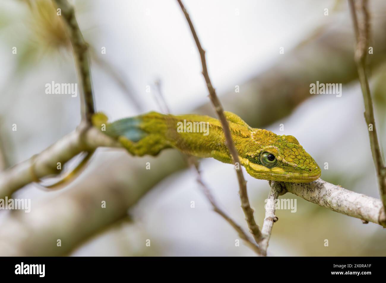 Macro photography of a rare flat Andes anole hunting on an alder twig ...