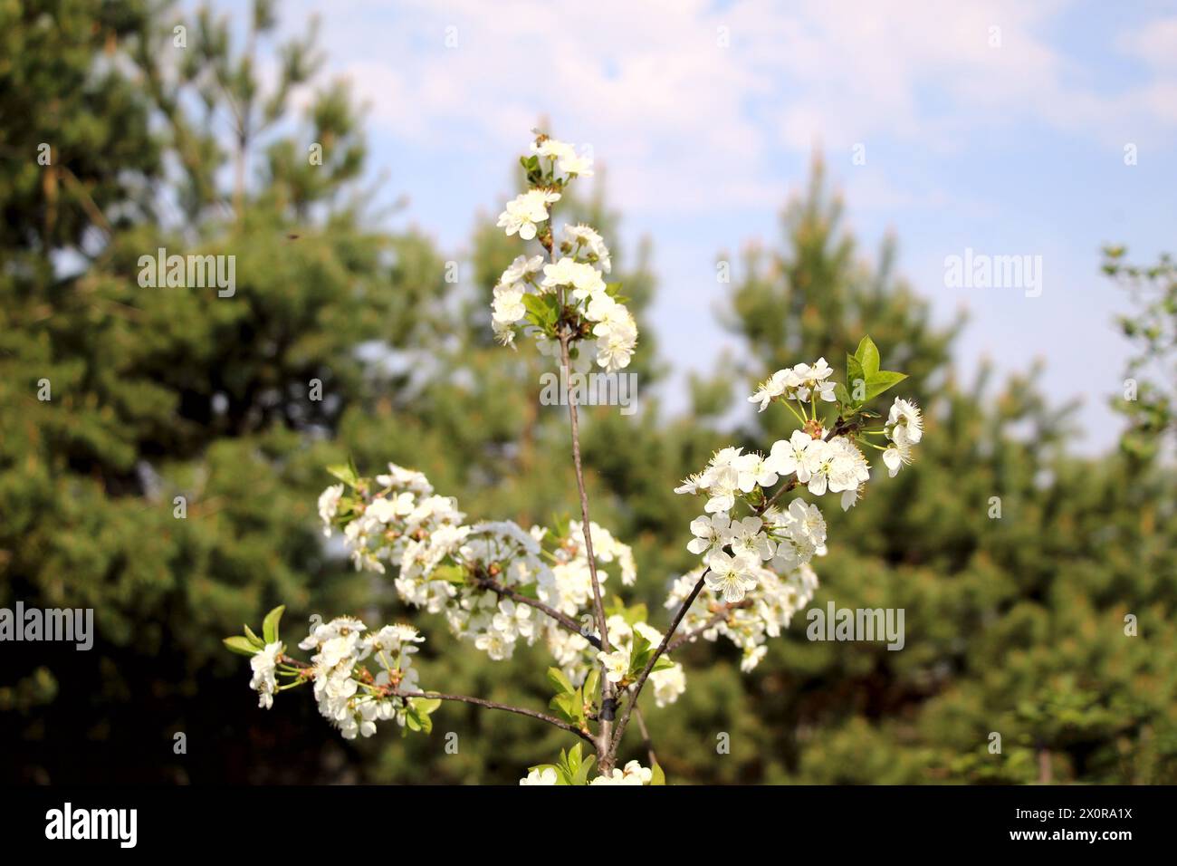 Spring cherry blossoms in the garden Stock Photo - Alamy