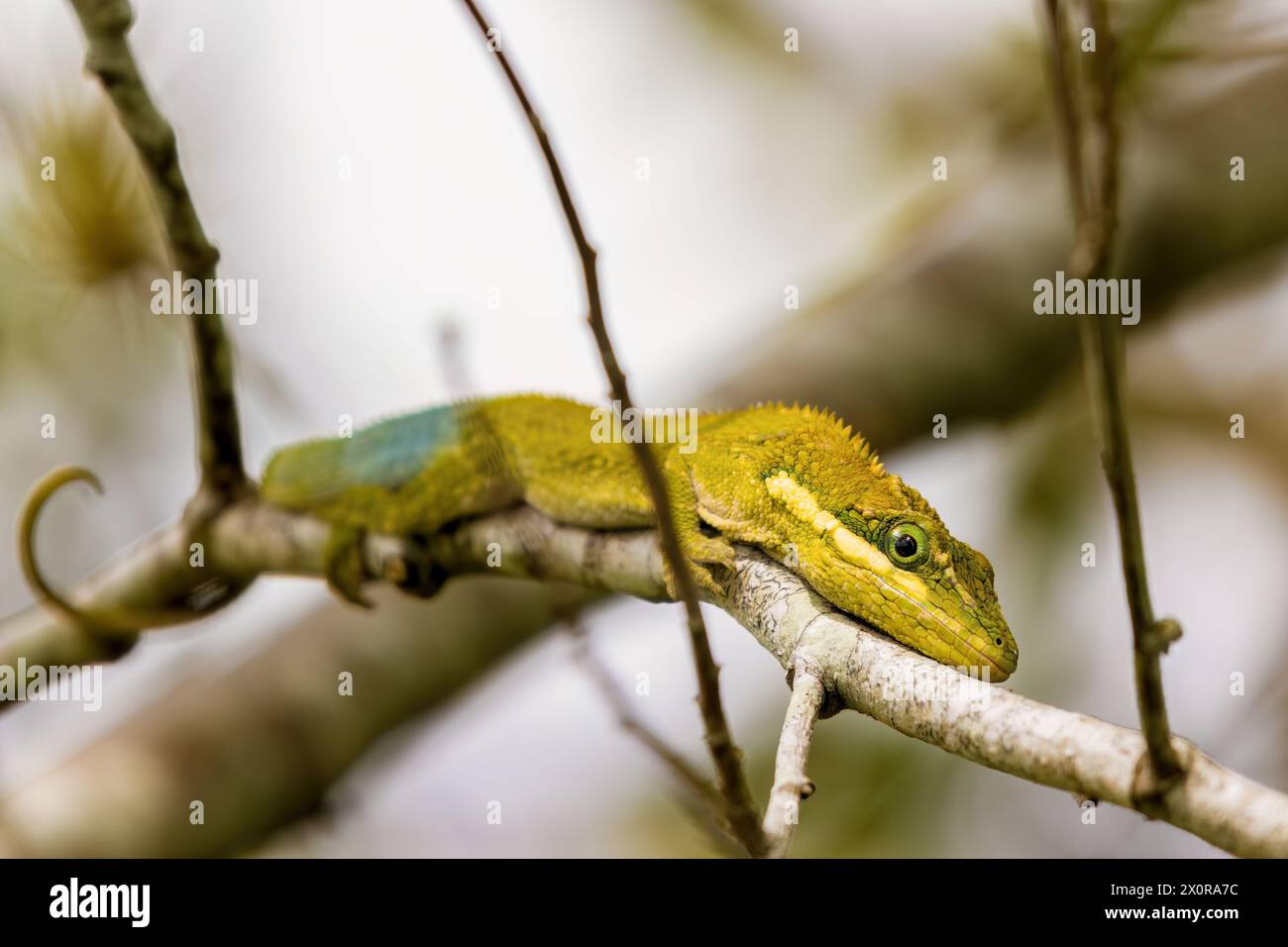 Macro photography of a rare flat Andes anole hunting on an alder twig ...