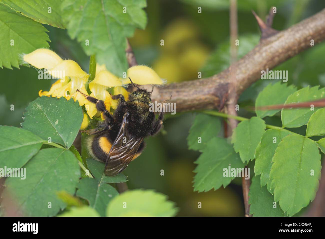bumblebee collecting pollen inside a lush thicket while being covered ...