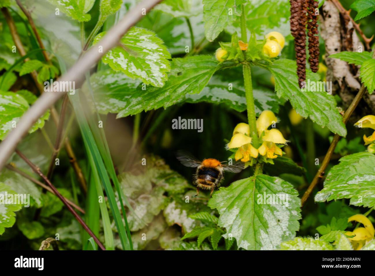 an orange bumblebee flying deeper into a thicket in search for blossoms ...