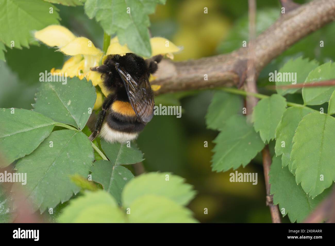 Bumblebee collecting pollen in a yellow blossom inside a lush thicket ...
