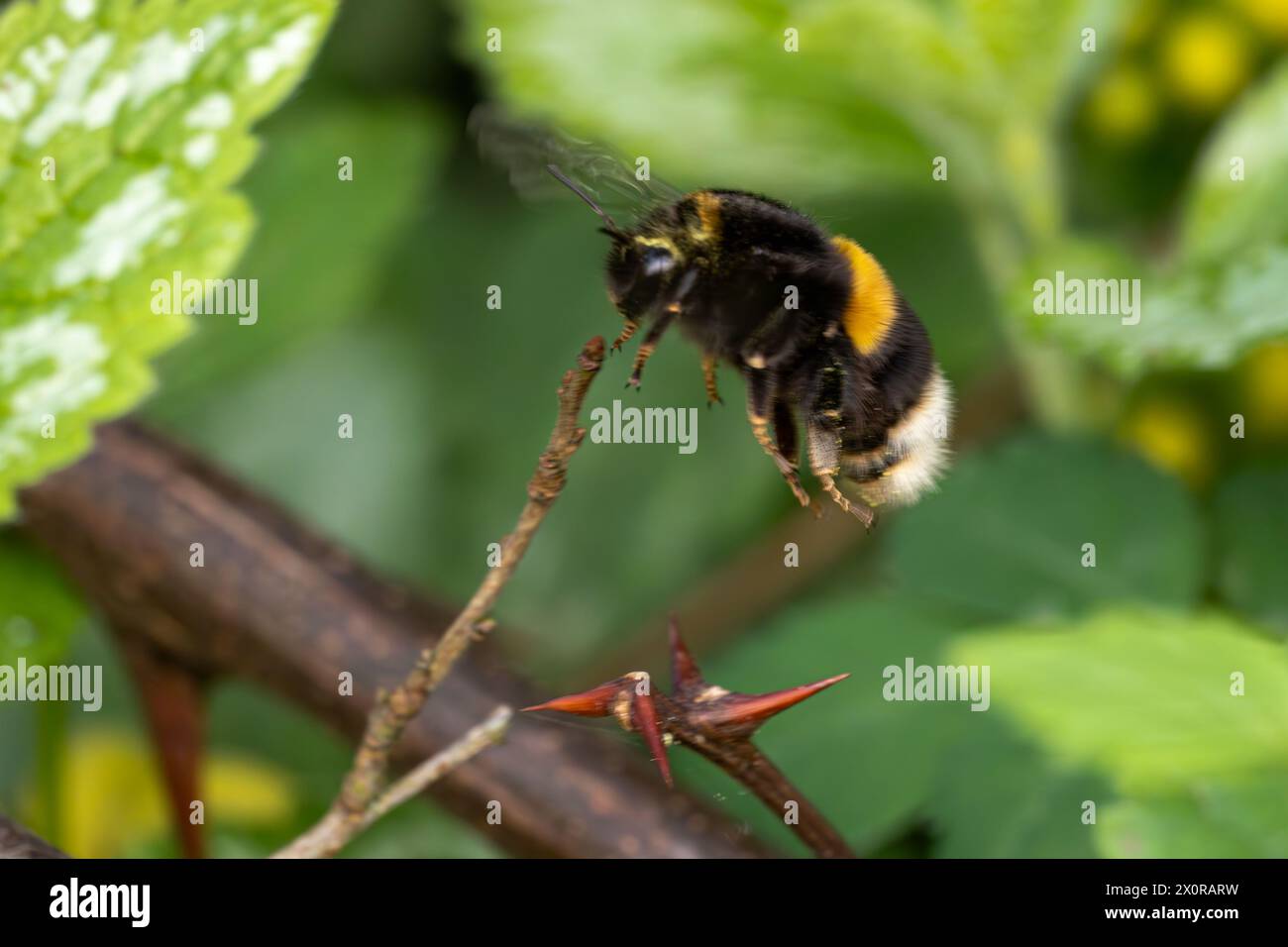 bumblebee captured in flight with wings flapping forwards Stock Photo ...