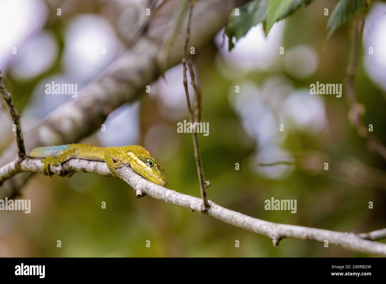 Close-up photography of a rare flat Andes anole hunting on an alder ...