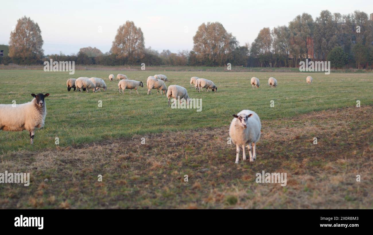 Farm and grazing sheep hi-res stock photography and images - Alamy