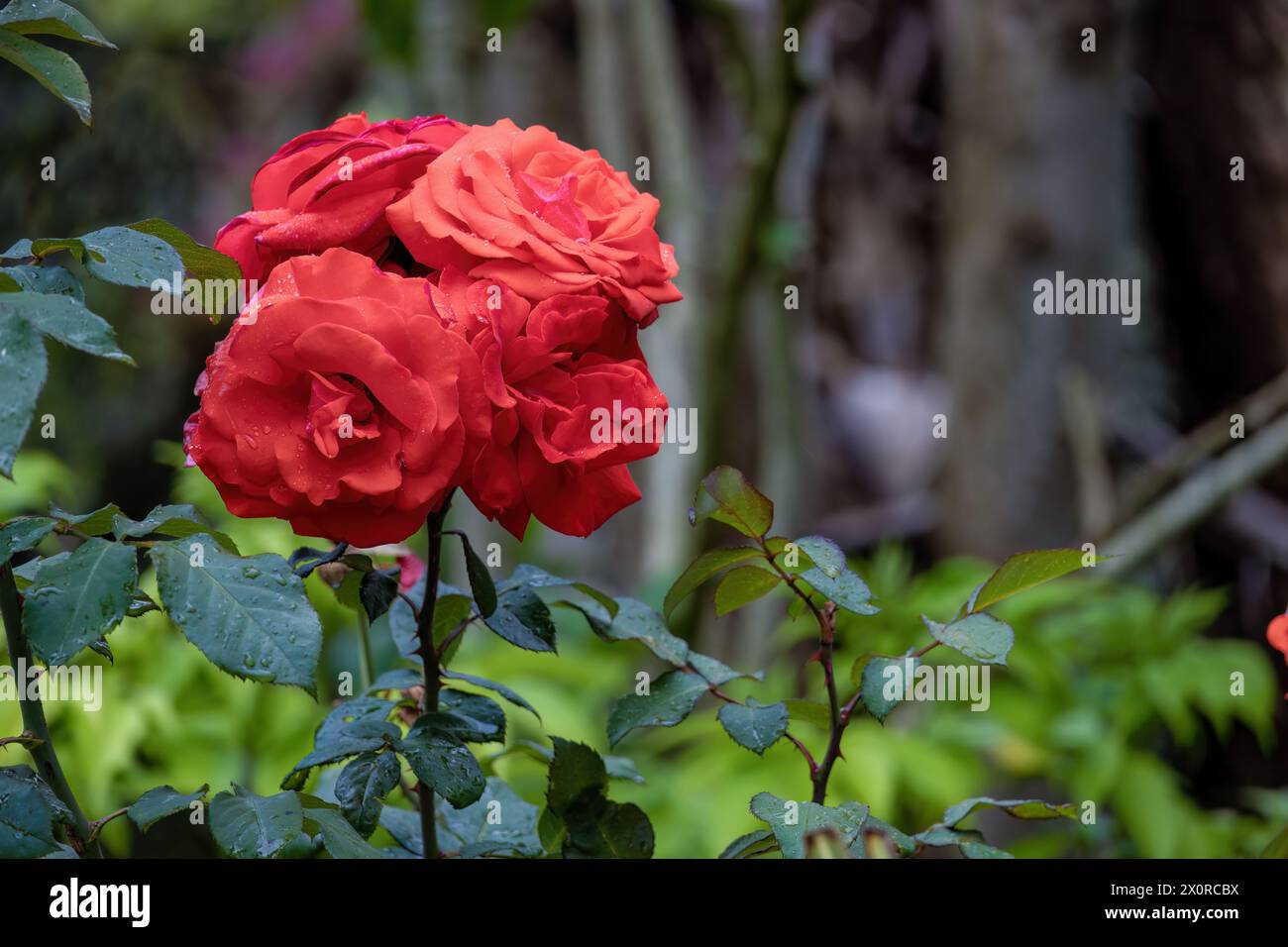 Cluster pink roses in rain hi-res stock photography and images - Alamy