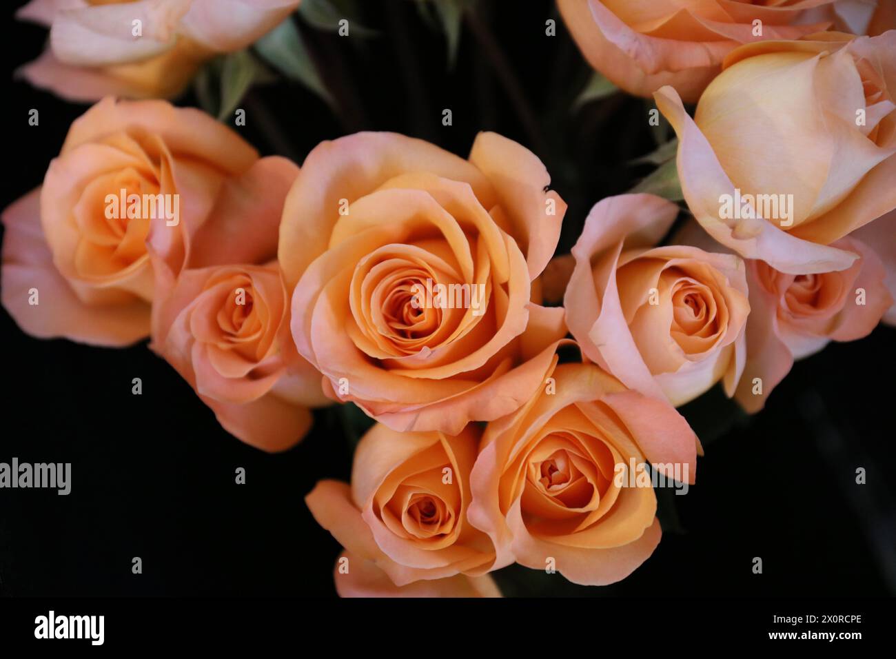 Looking down at one dozen light peach roses in a vase, with a black ...