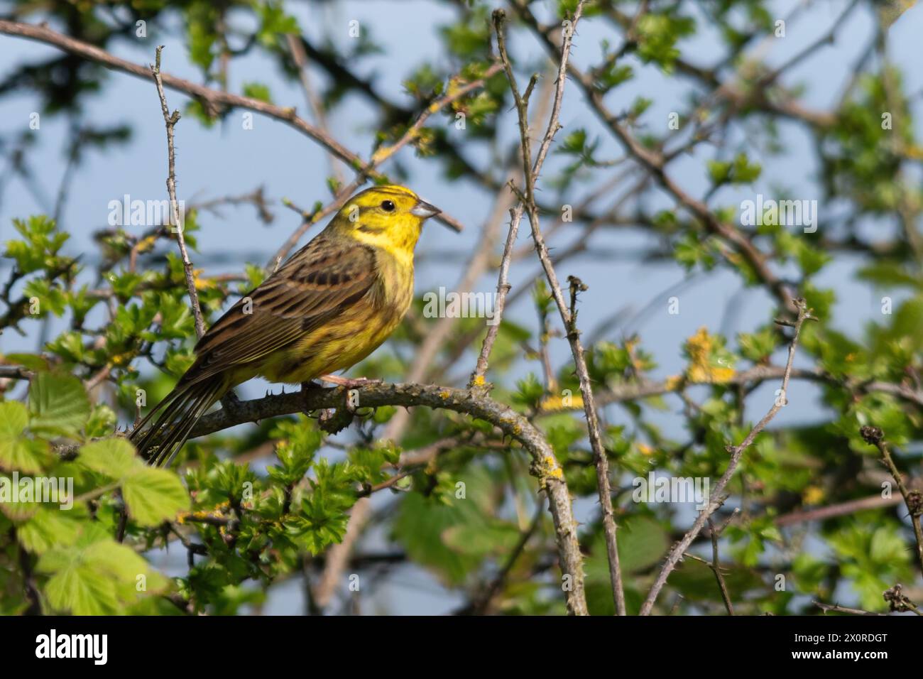 Yellowhammer (Emberiza citrinella), male bird perched in a tree during ...