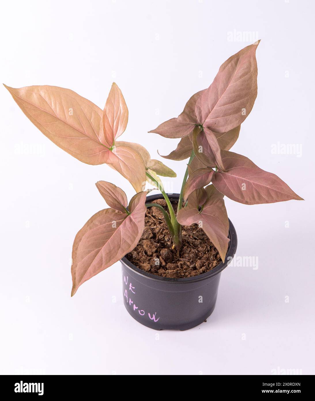 Syngonium Pink Splash flower. Leaves plant Stock Photo - Alamy