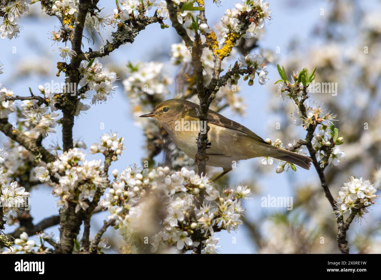 Chiffchaff bird (Phylloscopus Collybita) perched in a blackthorn tree ...