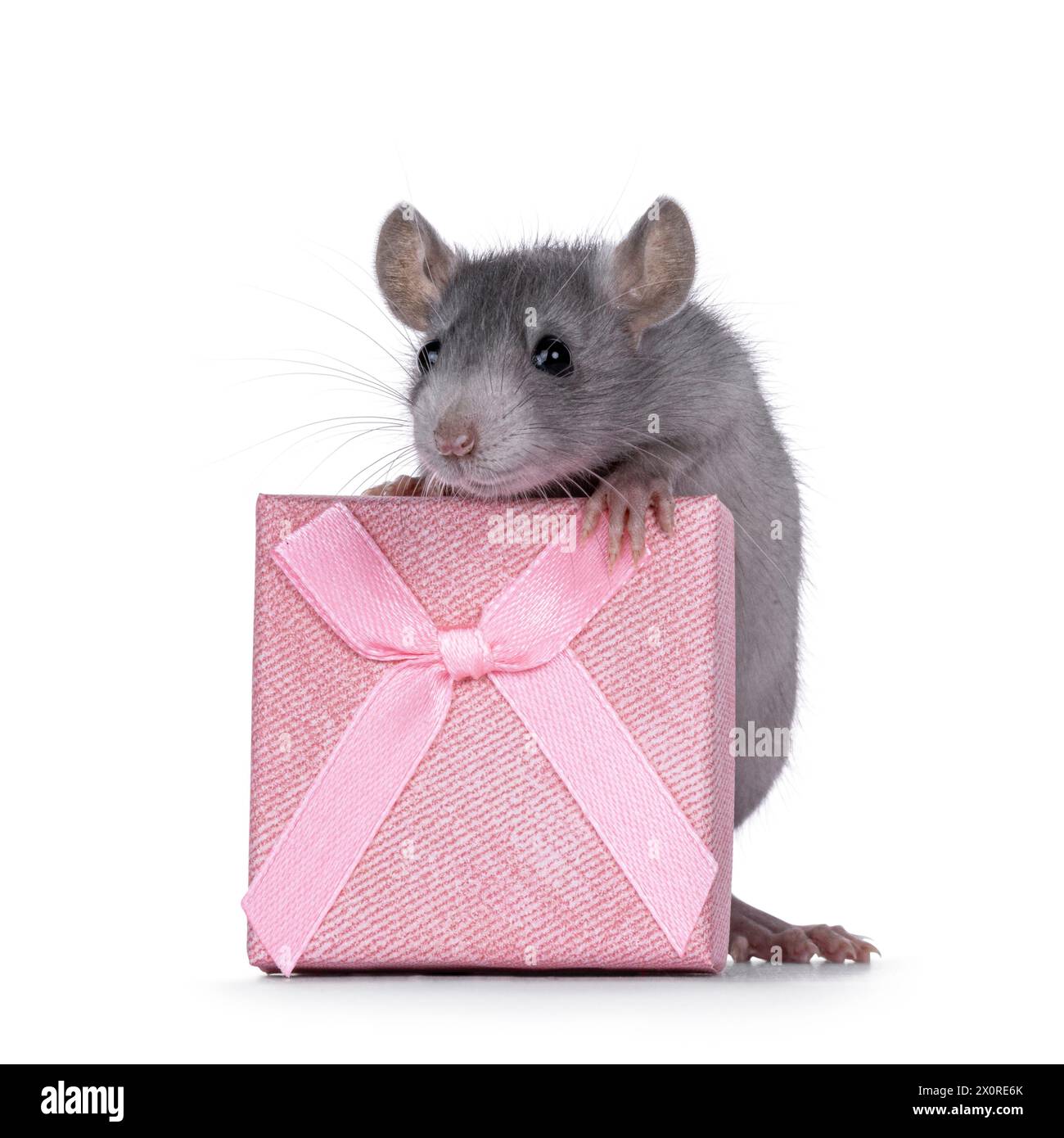 Cute blue young rat standing behind square pink present box. Looking ...