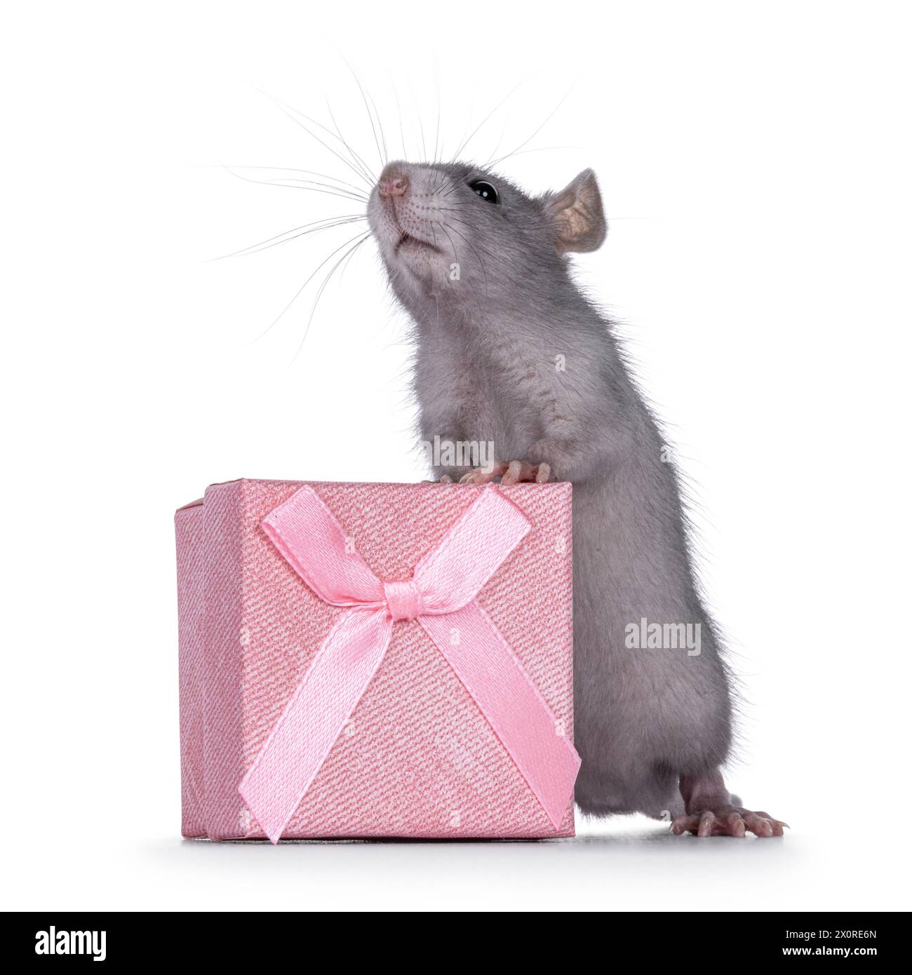 Cute blue young rat standing behind square pink present box. Lookingup ...