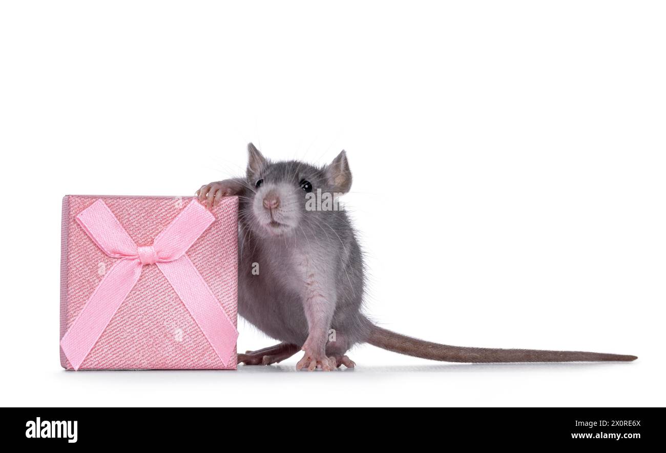 Cute blue young rat standing beside square pink present box. Looking ...