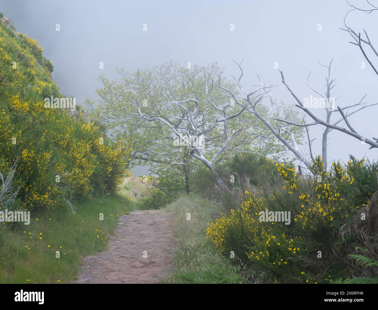 paved footpath in green foggy misty mountains covered with yellow ...