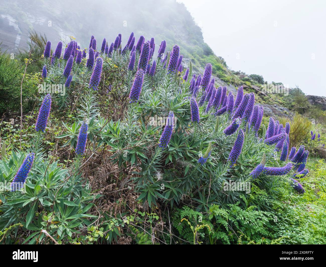 Close up of a Echium candicans, Pride of Madeira, large blue flowers in ...