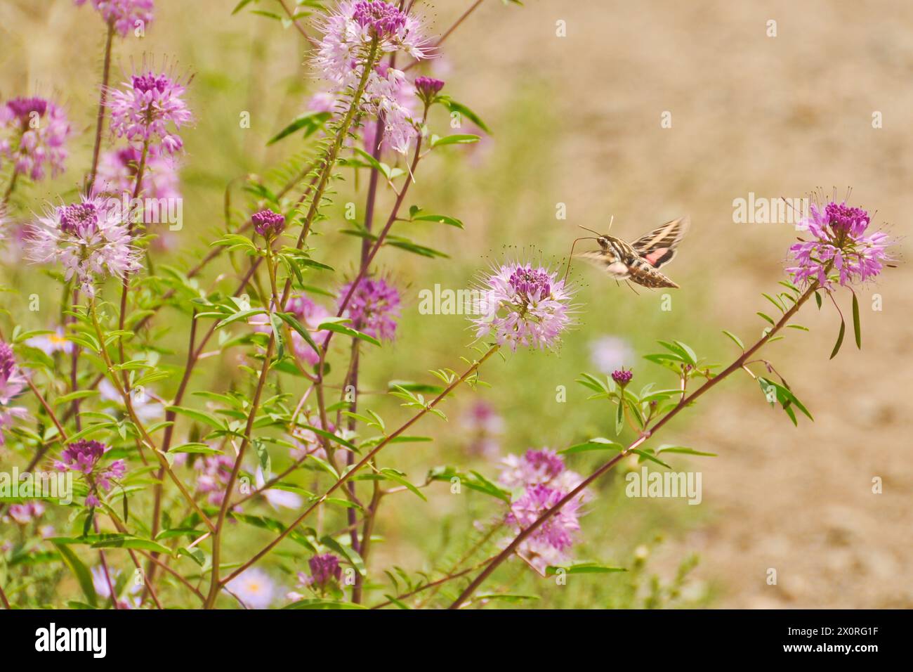 Whitelined sphinx hummingbird moth drinking nectar from a beeweed plant ...