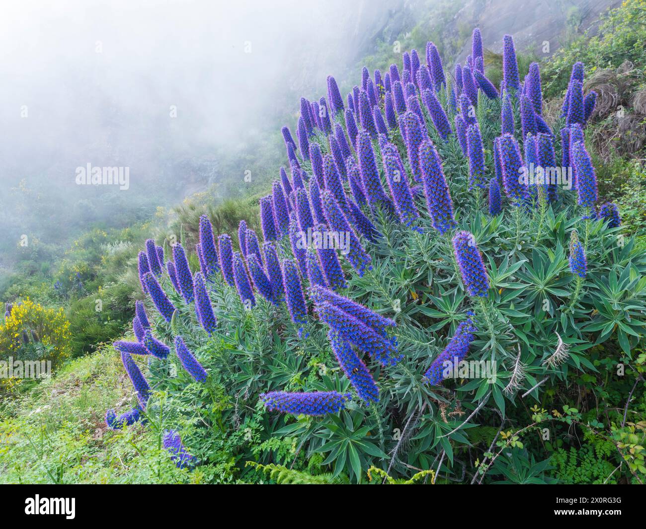 Close up of a Echium candicans, Pride of Madeira, large blue flowers in ...