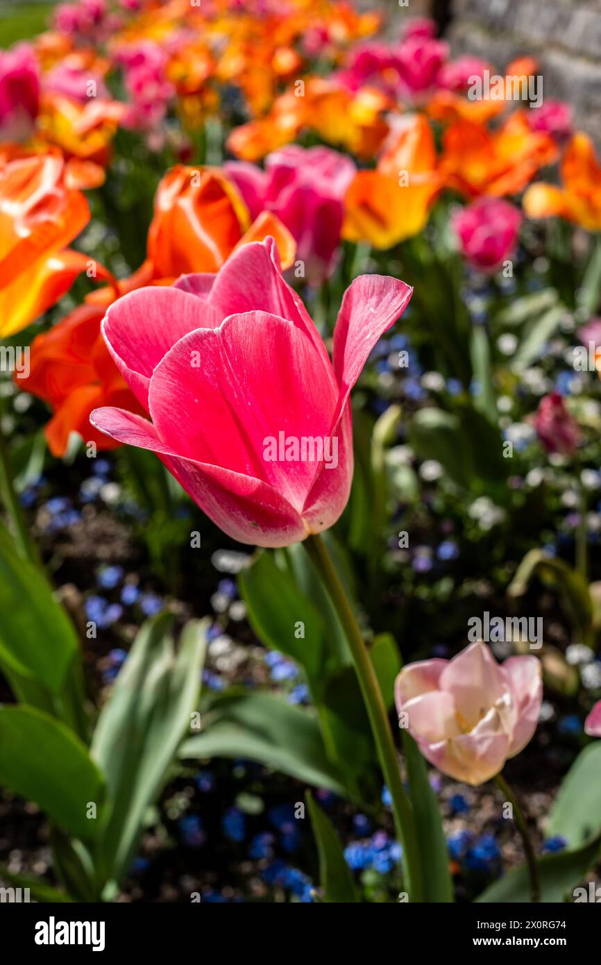 Colorful tulip garden with selective focus, pink tulip in foreground ...