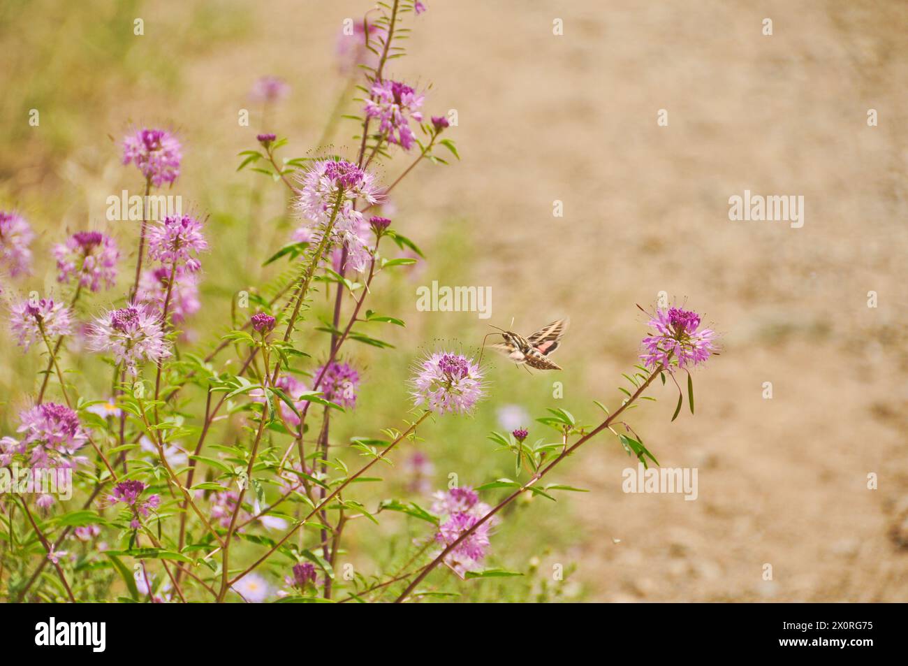 Whitelined sphinx hummingbird moth drinking nectar from a beeweed plant ...