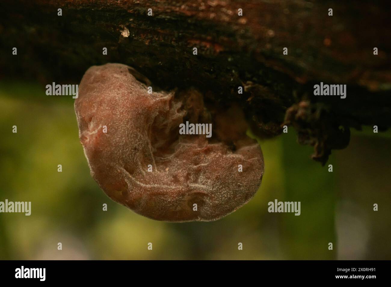 Close-up and detail of wood ear fungus growing on a tree trunk at ...