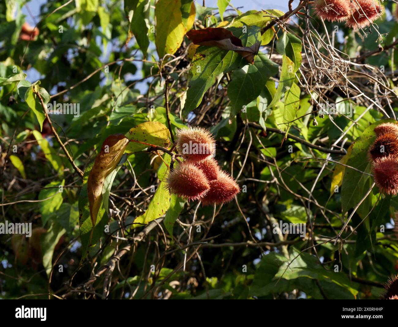 Roucouyer hi-res stock photography and images - Alamy