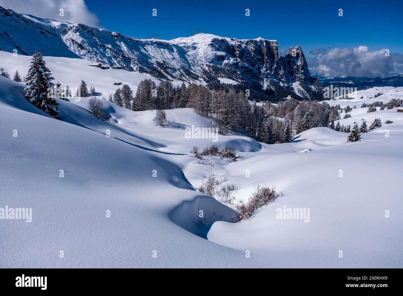 Hilly agricultural countryside with snow-covered pastures and trees at ...